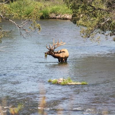 Wild Animals to Spot on the U.S. West Coast