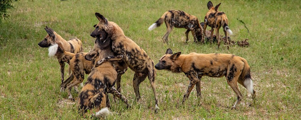 Finding Africa’s Wild Dogs